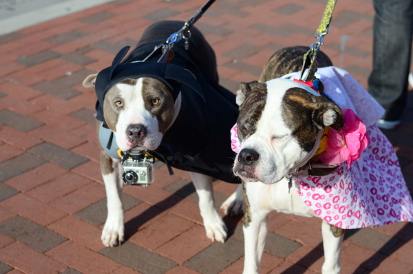 Two Pitties in the City: Things to Do in Chicago with Dogs: SuperDogs ...