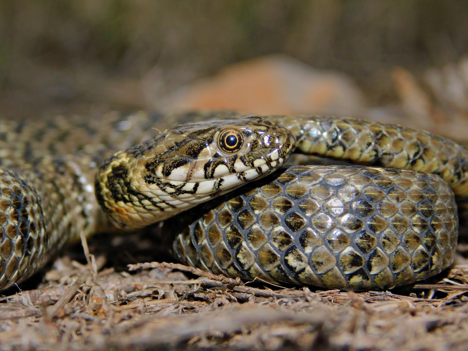 Sargantanes i Dragons: Natrix maura - Serp d'aigua