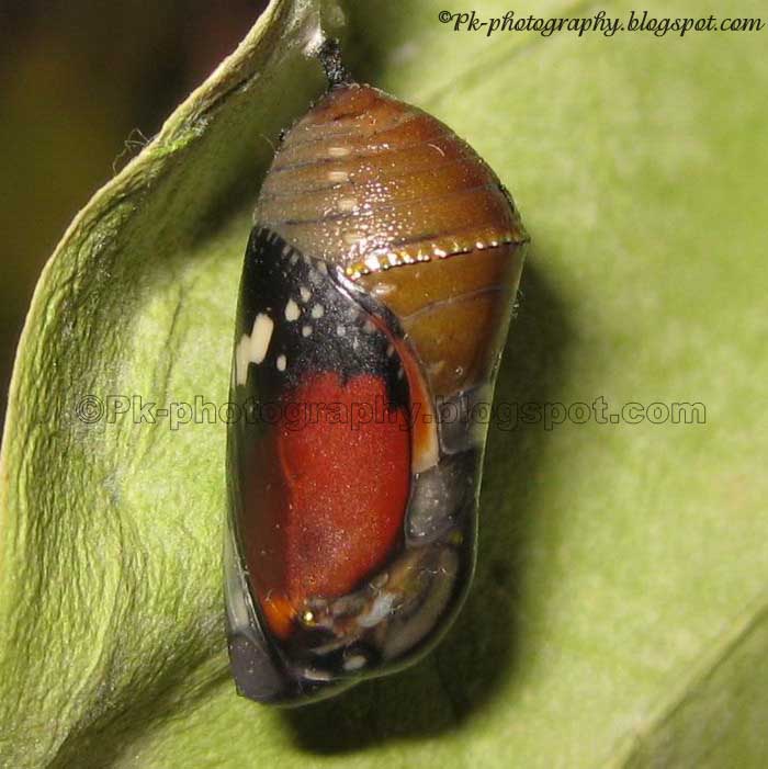 Plain Tiger Butterfly Pupa | Nature, Cultural, and Travel Photography Blog