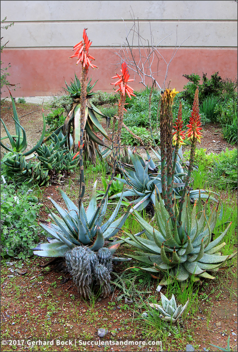 UC Davis aloes—2/26/17 update