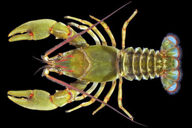 Spesies Terbaru Udang Karang Raksasa - Fluffy Time