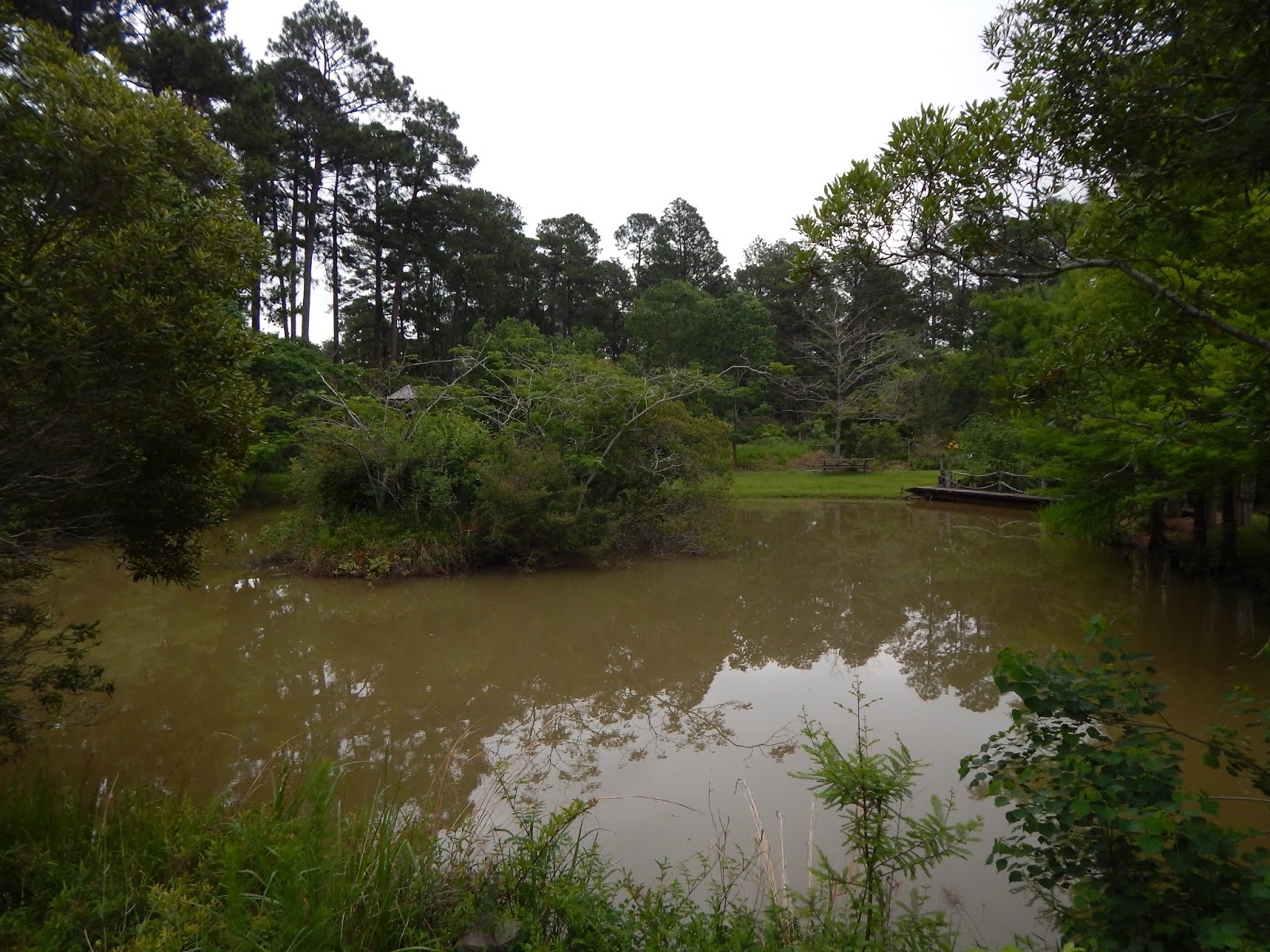 Central Louisiana Birding & Wildlife: Kisatchie National Forest in ...