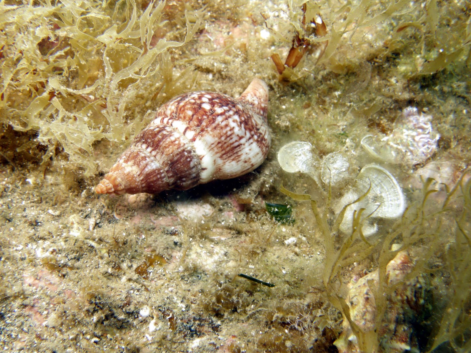 Iluminación Profunda: Buccinulum corneum