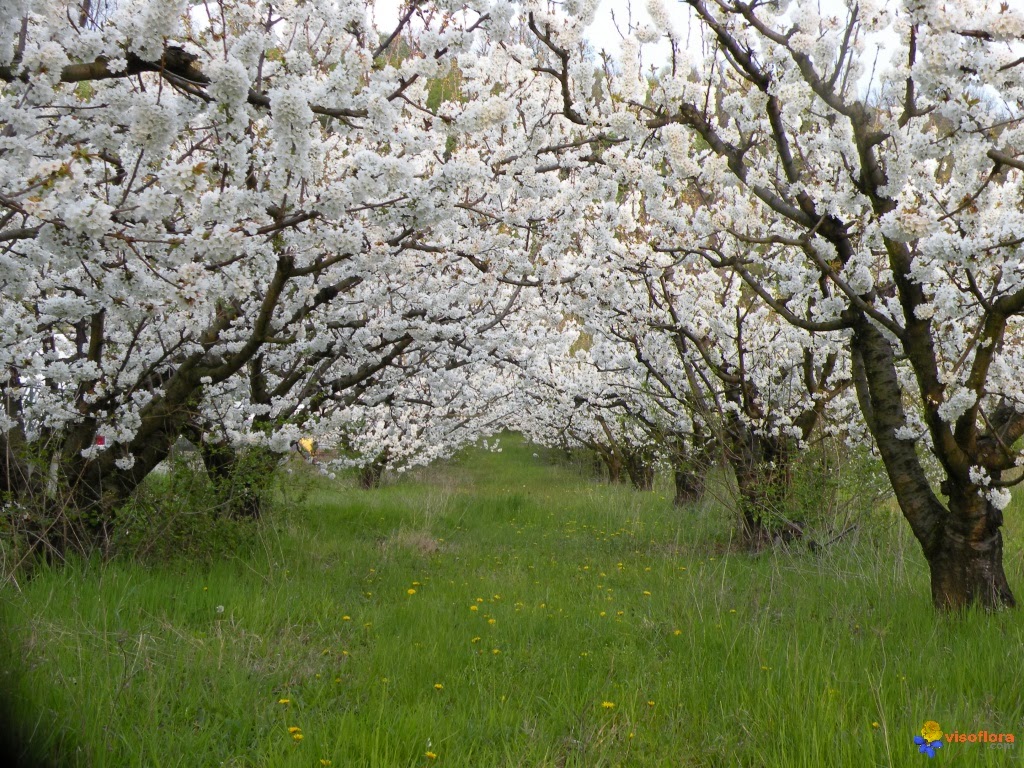 Trees Planet: Prunus avium - Wild Cherry - Gean