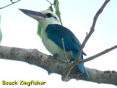 Kicau Burung: Raja Udang atau Cekakak (Kingfisher)