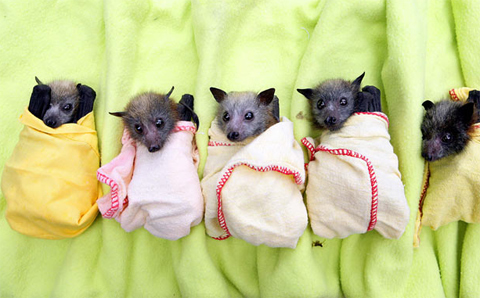 All Funny,Cute,Cool and Amazing Animals: Cute Wolf Babies Images and ...