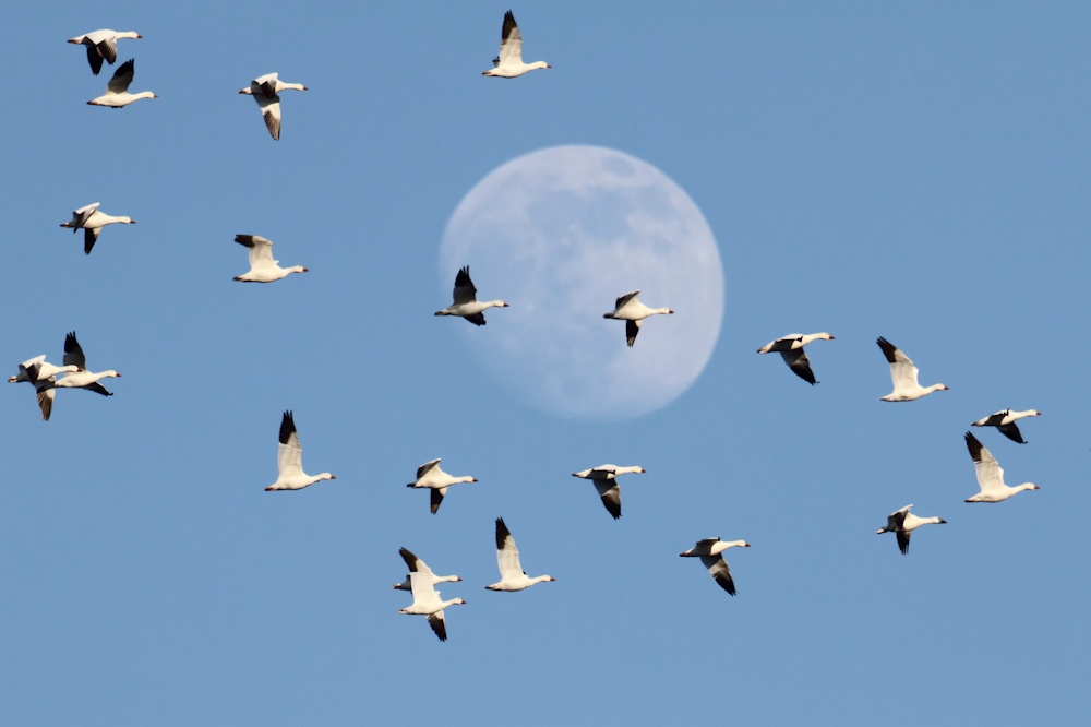Steve Byland Nature Photography: How to Photograph Birds Crossing the Moon