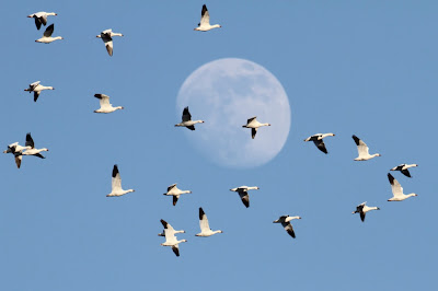 Steve Byland Nature Photography: How to Photograph Birds Crossing the Moon