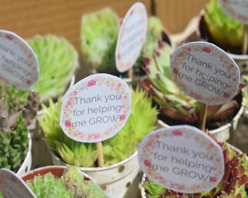 Succulent Plants - Thank You Gift For Teachers & Nursery Workers {DIY ...