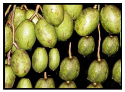 papanasini: INDIAN HOG PLUM (AMBAZHAM)