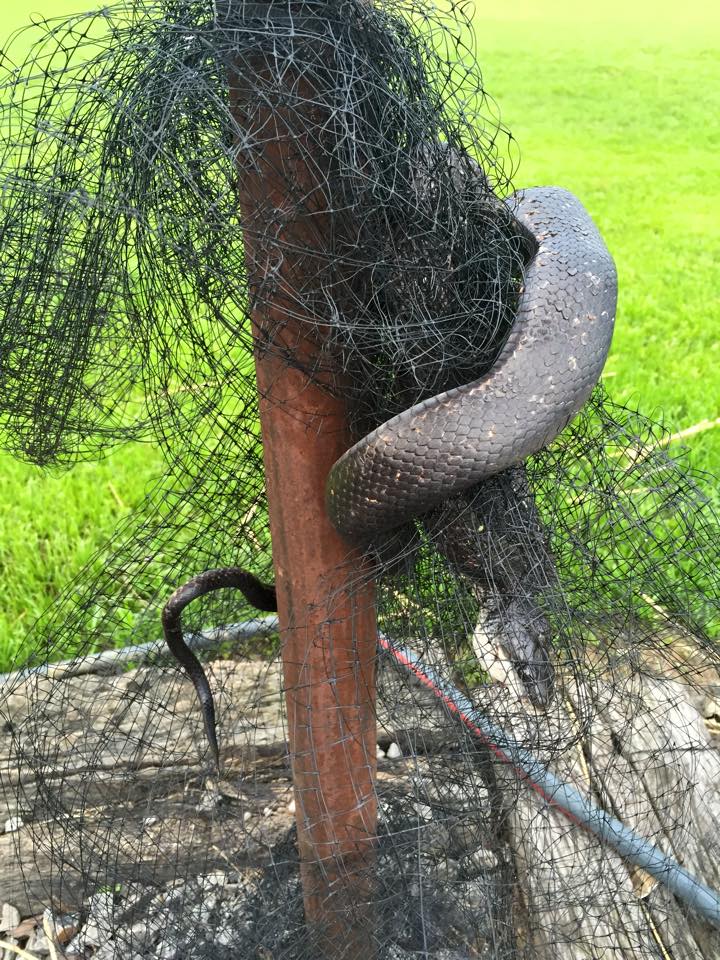 The Birds & The Bees: Purple Martins in Missouri - a Mid Season Update