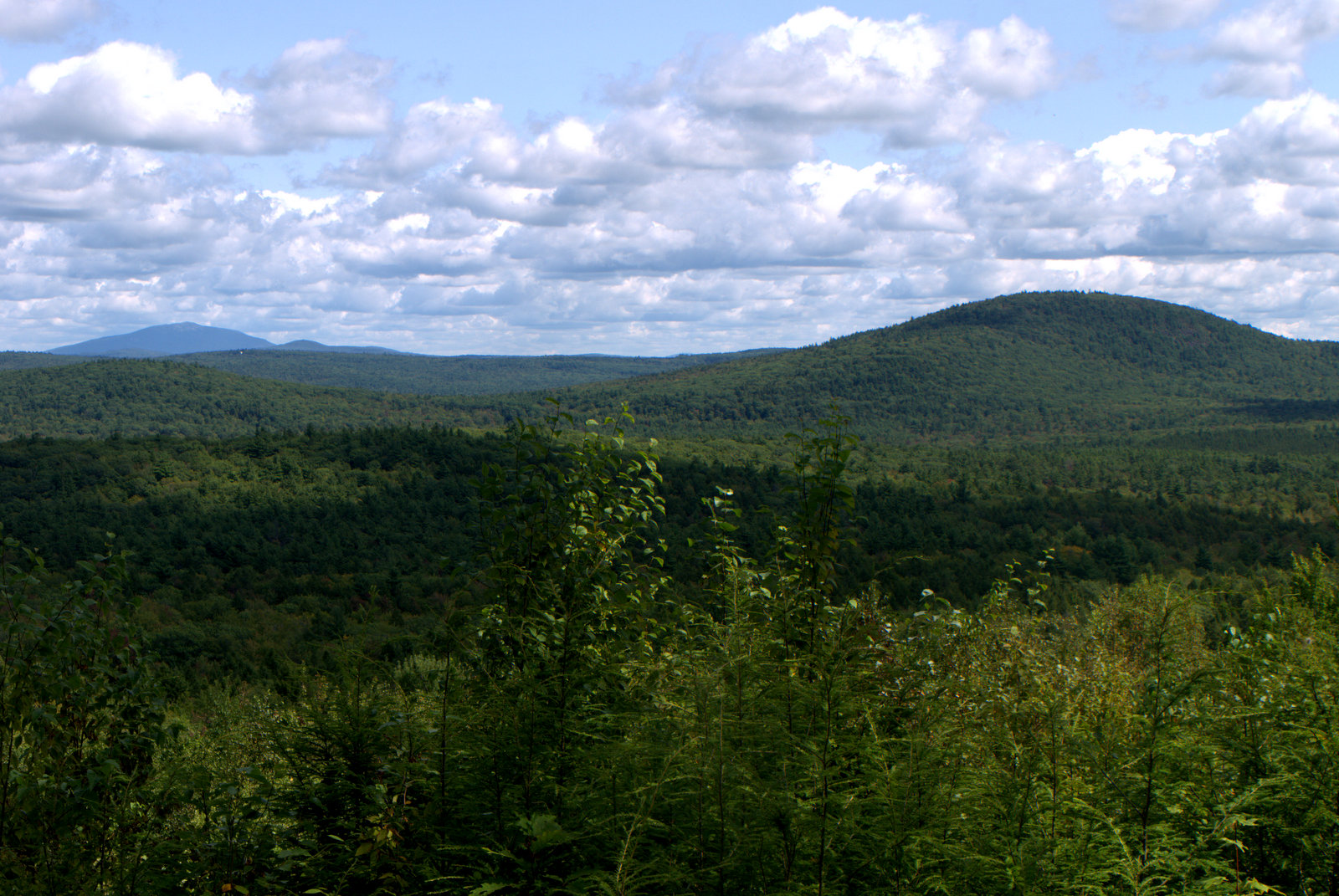 Along the NET-Cohos: MA NET Section 17a - Northfield State Forest
