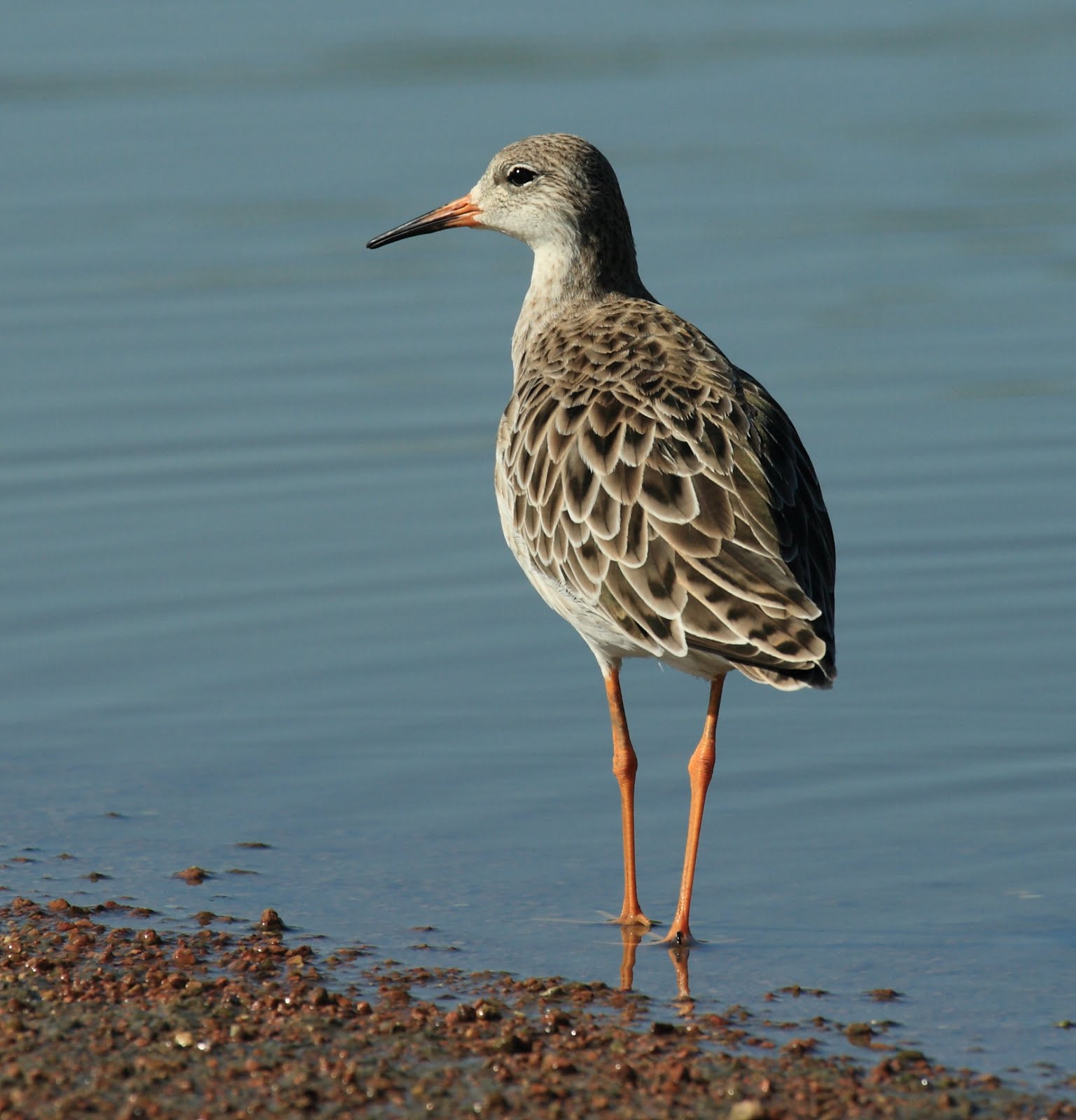 BirdLife Botswana: Lake Xau comes up to expectations