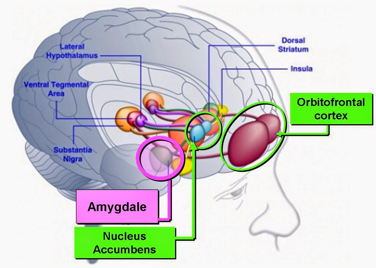 Natalia Levis-Fox and Fast Solutions: Neuroscience: Trust ...
