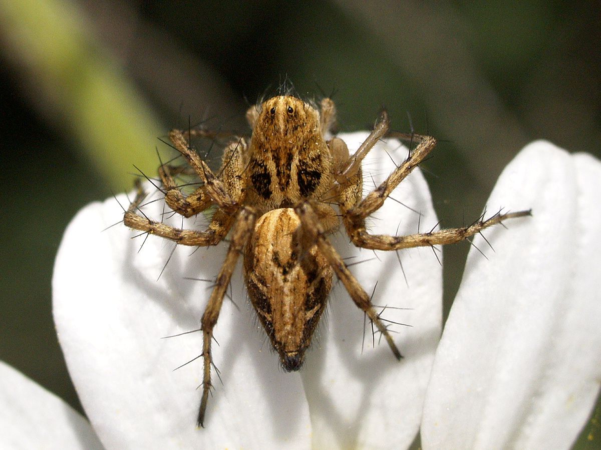 BugBlog: Oxyopidae: lynx spiders