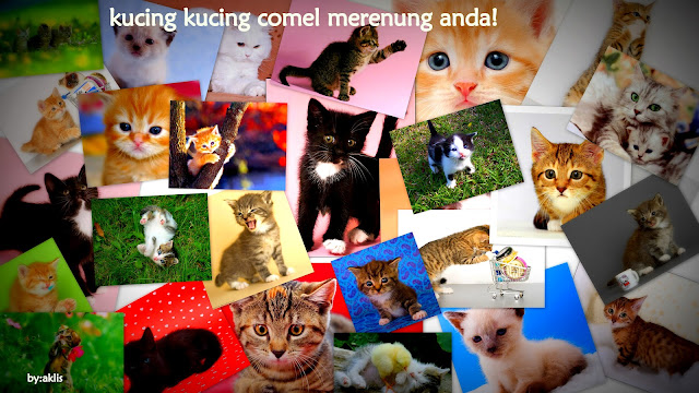 Cetusan Hati Kecilku: Minggu Kucing Dalam Kalender Aklis :D