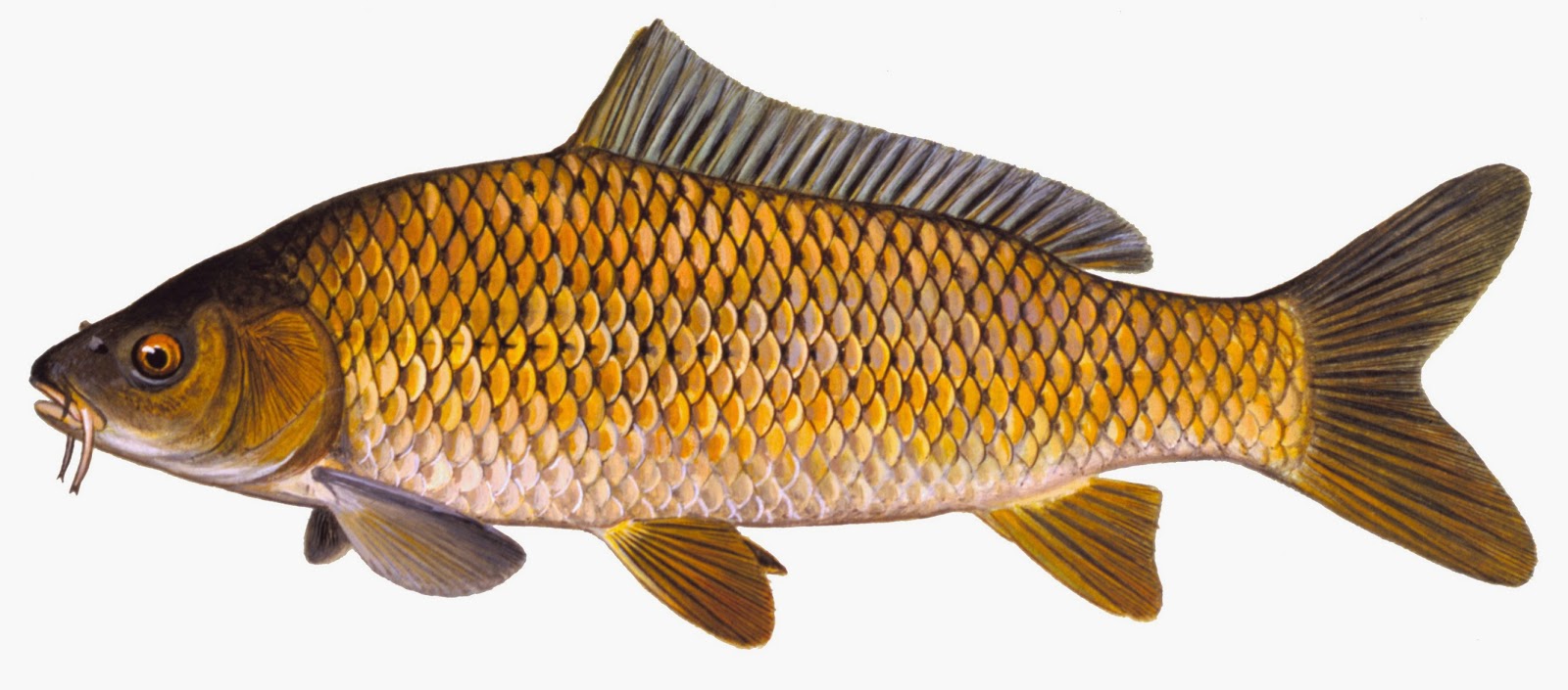 Take it Outside: Fish Iowa!: Iowa Fish Species – Minnow Family