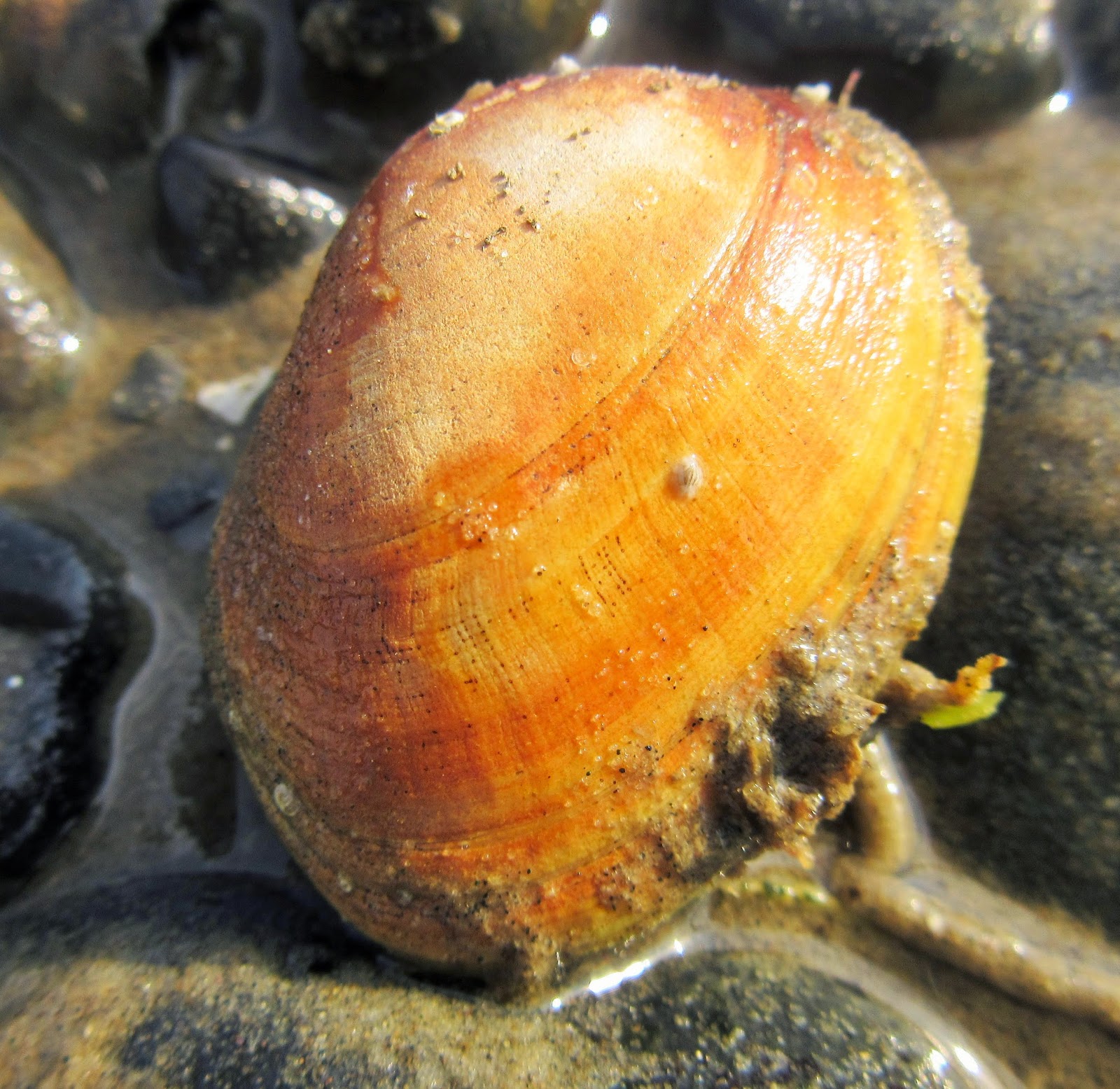 Bug Mad Girl: Seaweed, seashells and seagulls