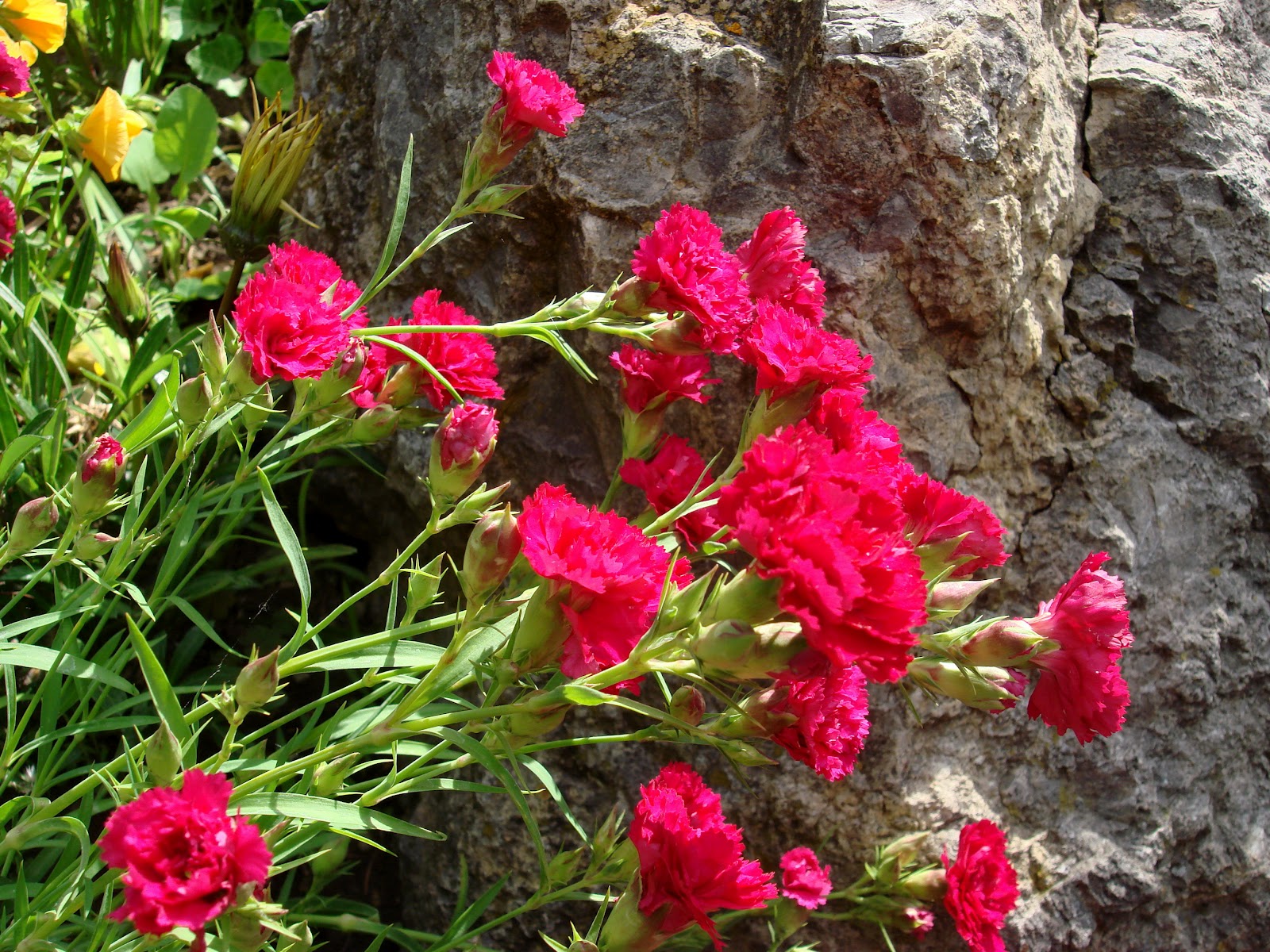 Gânduri răvășite...: Parfumul lui Gustar - Poveste parfumată