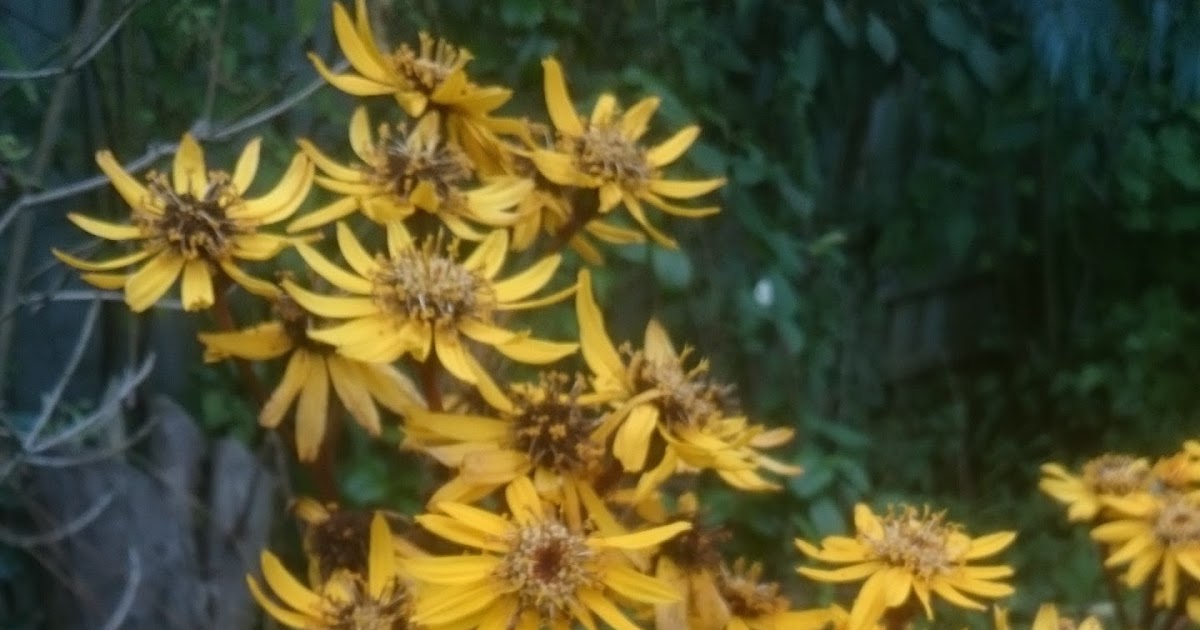 The Hamsa swan and Intulexia | INTULEXIA the internal language of the ...