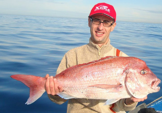 POISSONS DES CÔTES ALGÉRIENNES: DENTEX GIBBOSUS OU DENTE BOSSU : PHOTO ...