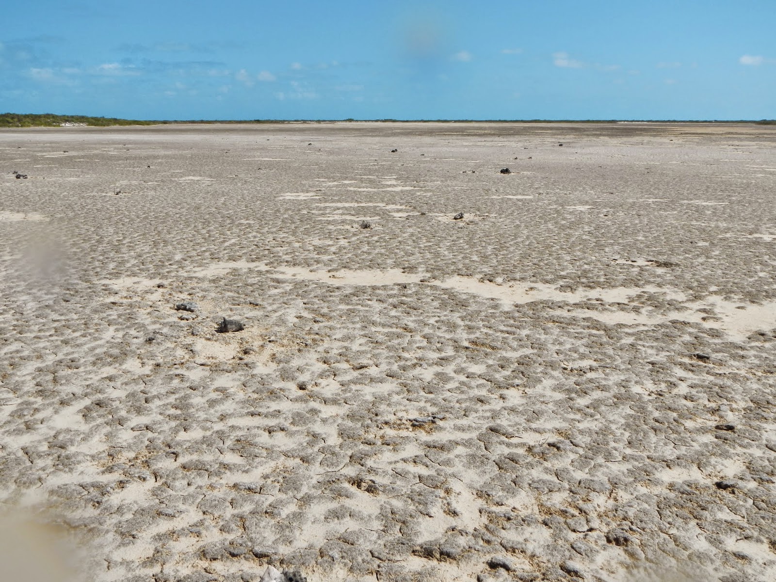 Finding Fossils...: Turks and Caicos Day 4- Ooid Shoal Day