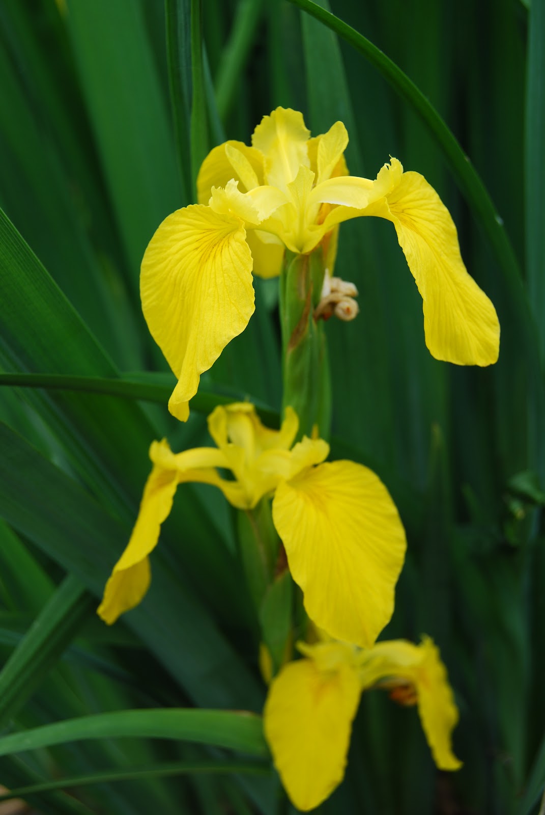 Birds, Butterflies, and Blossoms: A Nature Journal