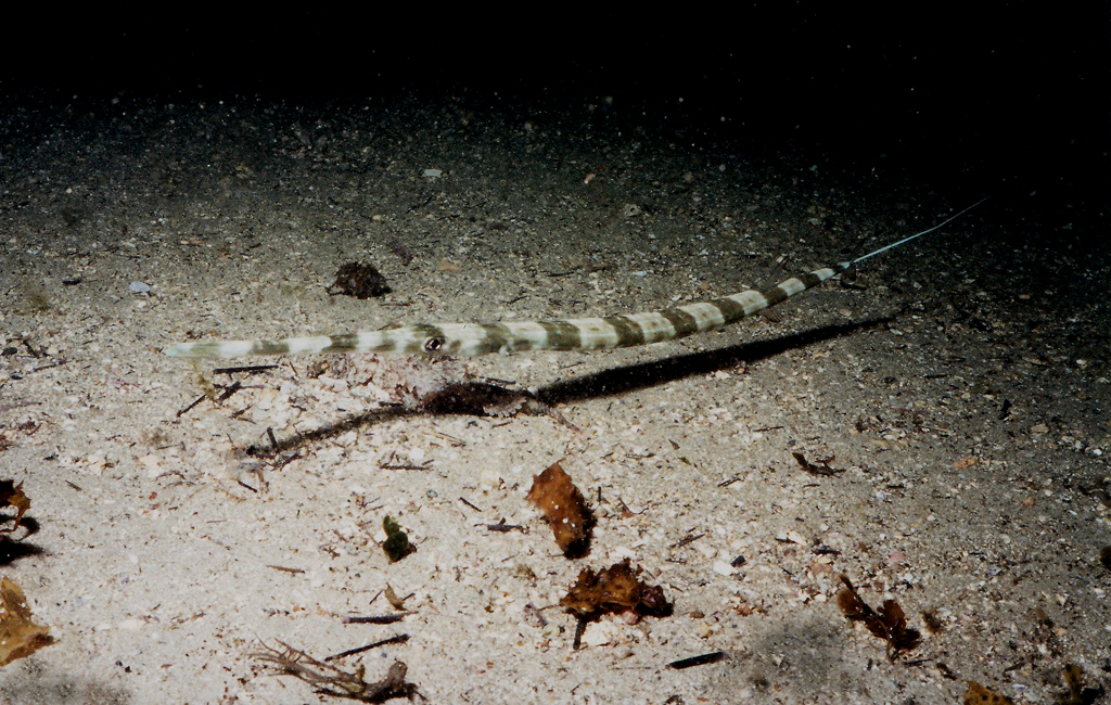 AQUATICHYK: FLUTEMOUTH / Fistularia species
