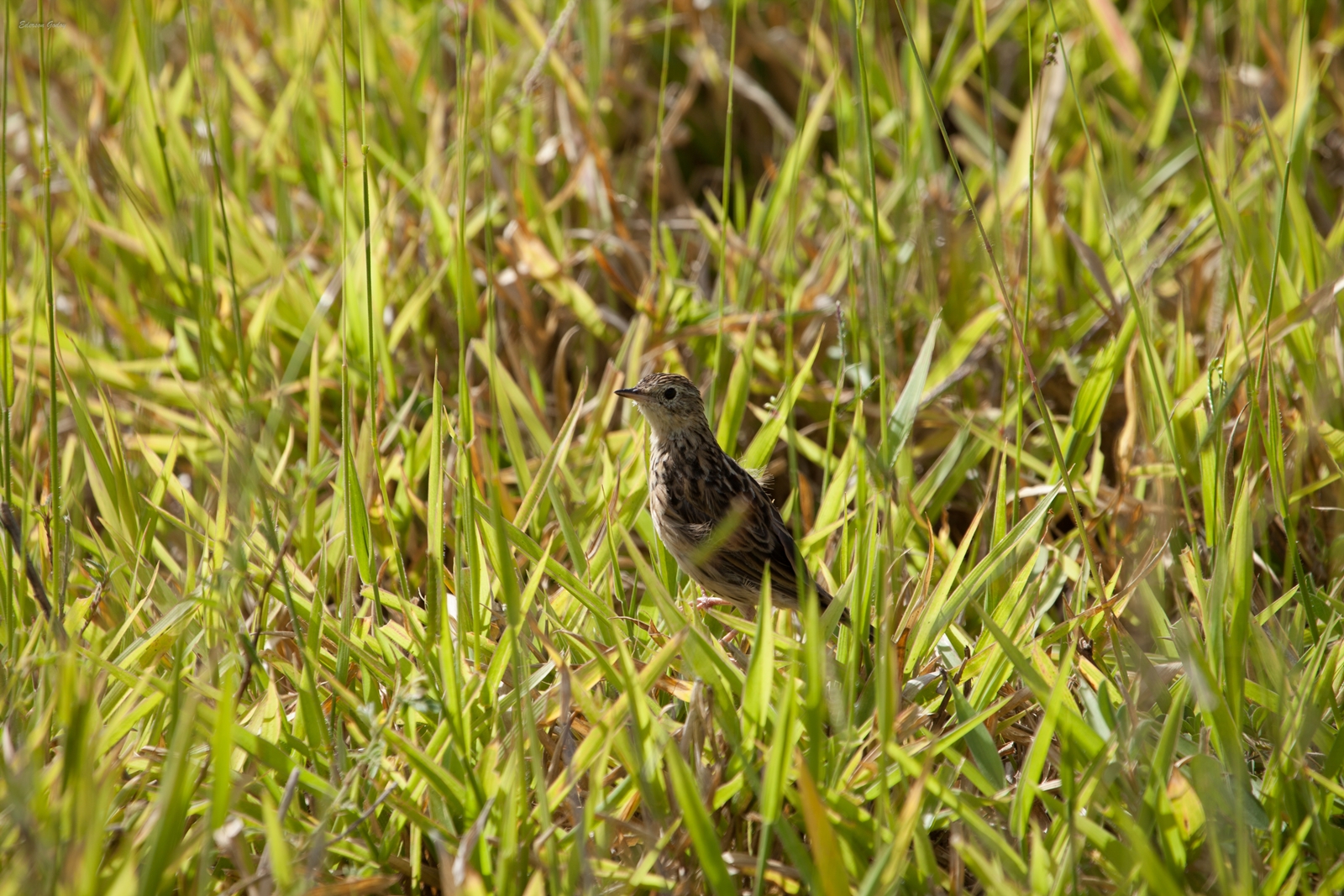 Verdenovo: Aves do Sul de Minas Gerais