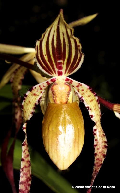 Ricardo's Blog, : Paphiopedilum Michael Koopowitz (phillippinense x ...
