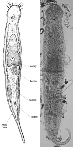 Klasifikasi 35 Filum dalam Kingdom Animalia (Hewan) - Generasi Biologi