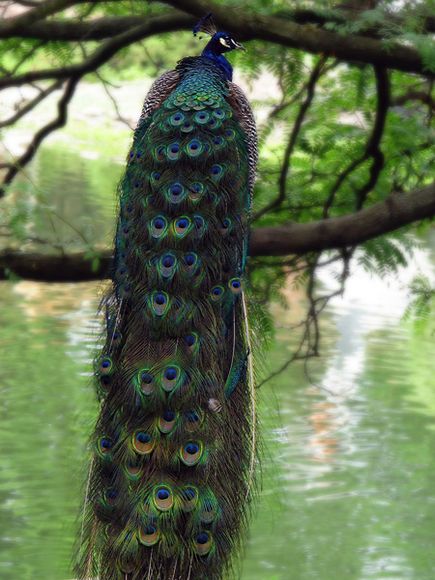 Photos: peacock in tree