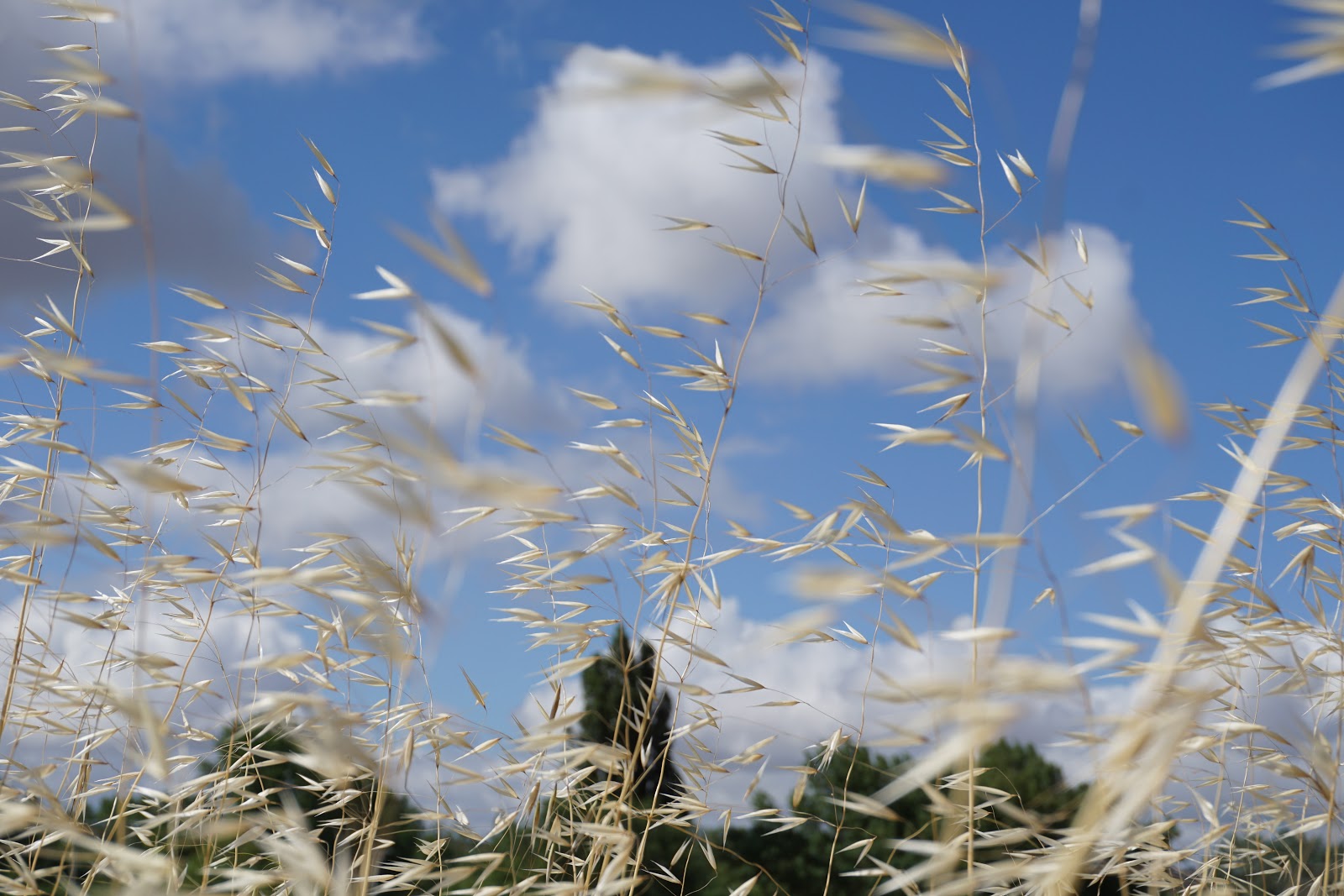 Plantas de Huerta Otea, Salamanca: Avena loca (Avena fatua)