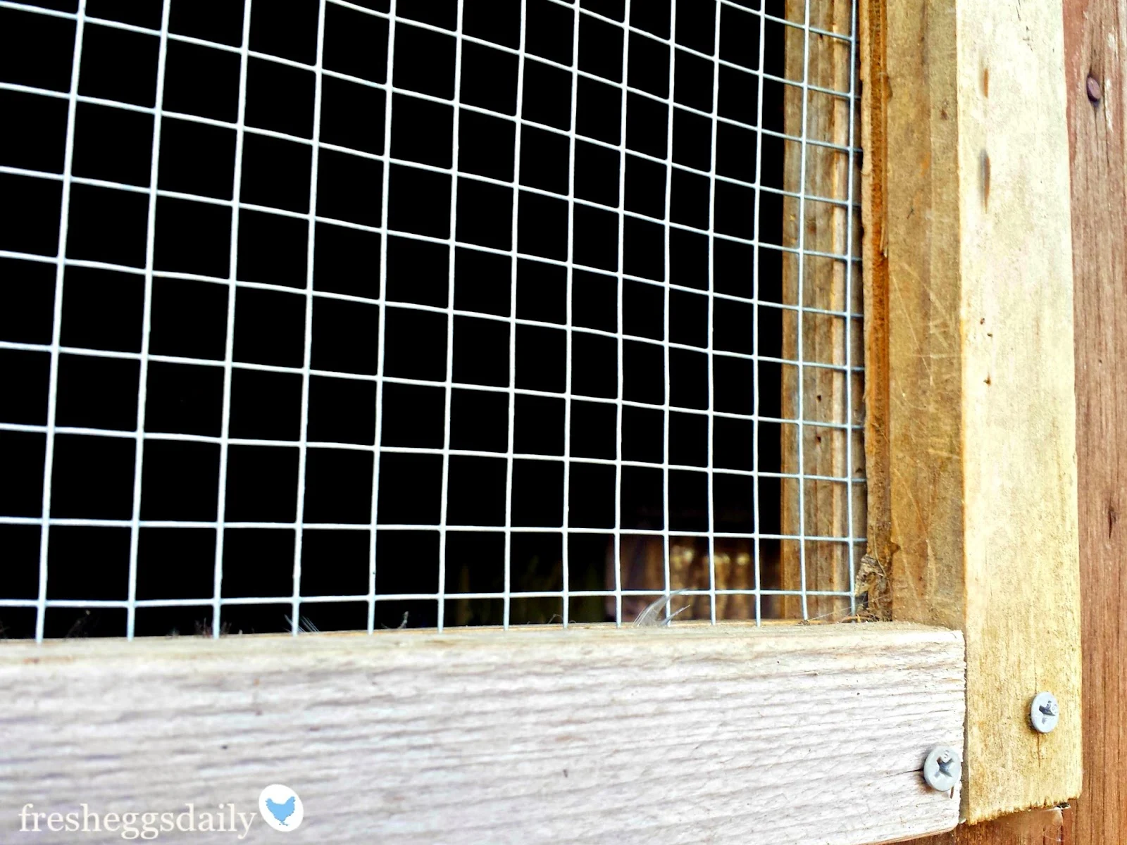 Chicken Coop Security Features - Fresh Eggs Daily® with Lisa Steele
