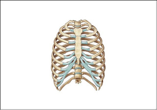 Flash Card Factory | Children / Baby Flash Card | Shichida Flash Card