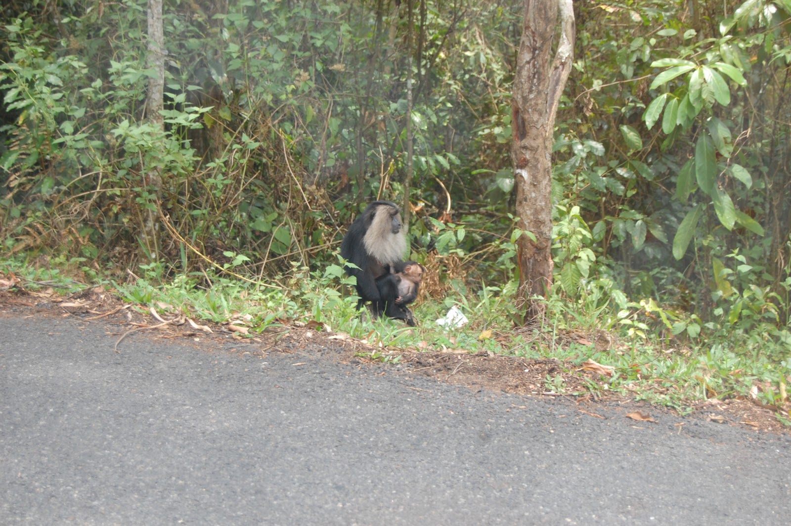 Janetius Speaks: Way to Valparai - Some Endangered Animals on the Road