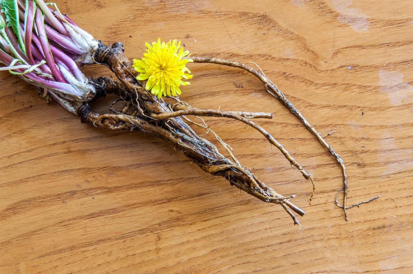 The 3 Foragers: Foraging for Wild, Natural, Organic Food: Dandelion ...