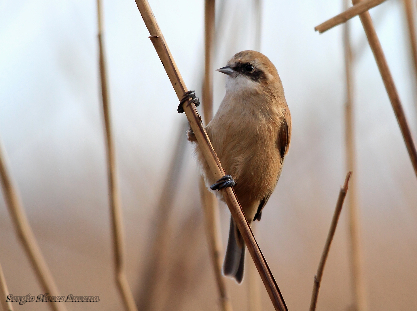 Viajes, Salidas, Naturaleza, (Fotografía).: Pájaro Moscón (Remiz ...