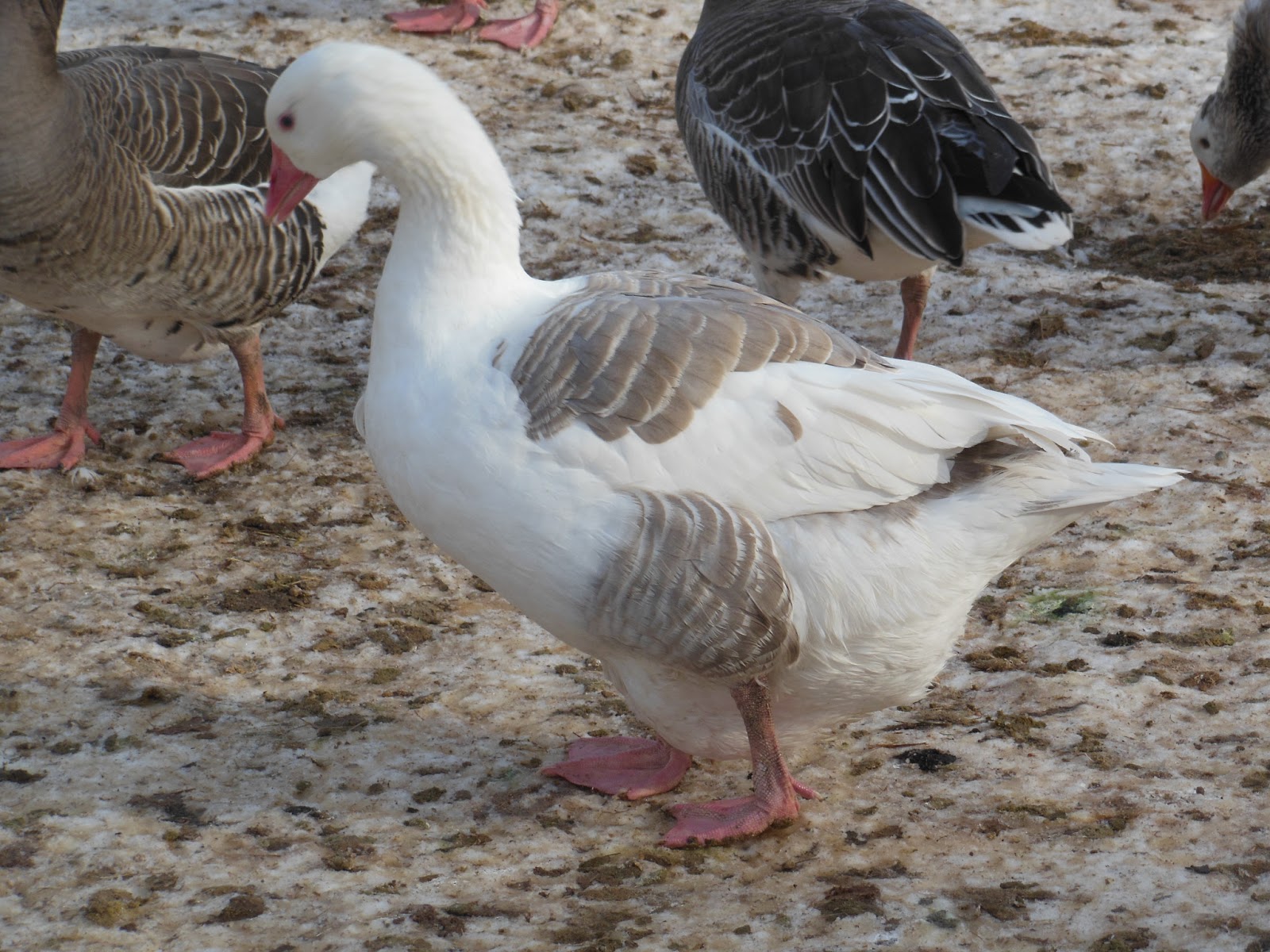 The Official PoultryBookstore.com Blog: Pomeranian Geese