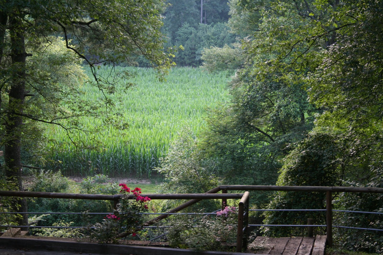 The Lowcountry Lady: A look back to Ellijay, Georgia