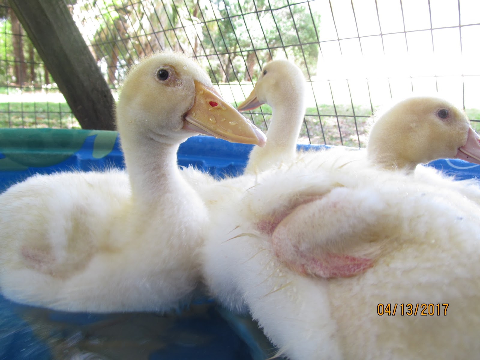 Precious Moments: New Baby Ducks
