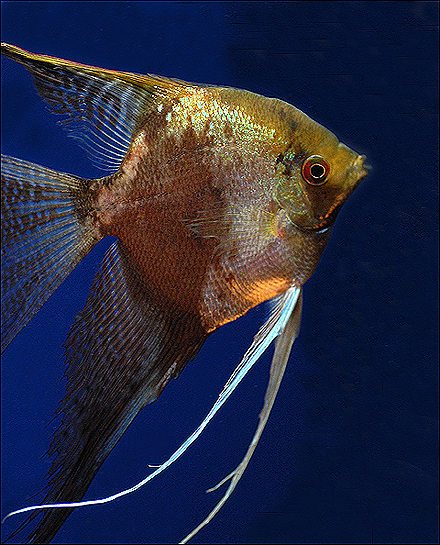 Aquarium Fish & Others: Angel Fish