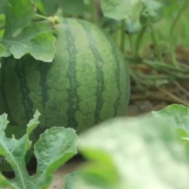 Cara Budidaya Semangka LENGKAP DENGAN DOKUMENTASI PHOTO - Tips dan Trick