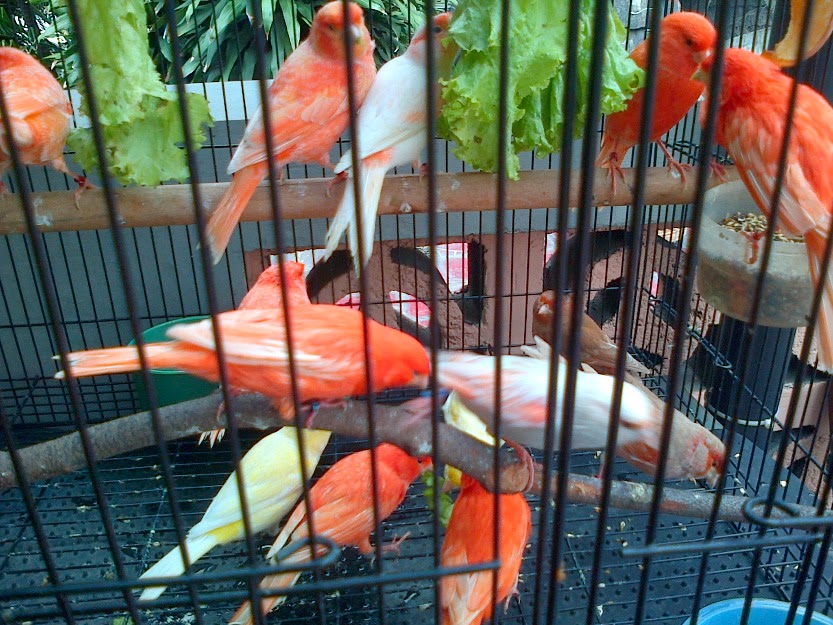 jenis kenari dan burung import