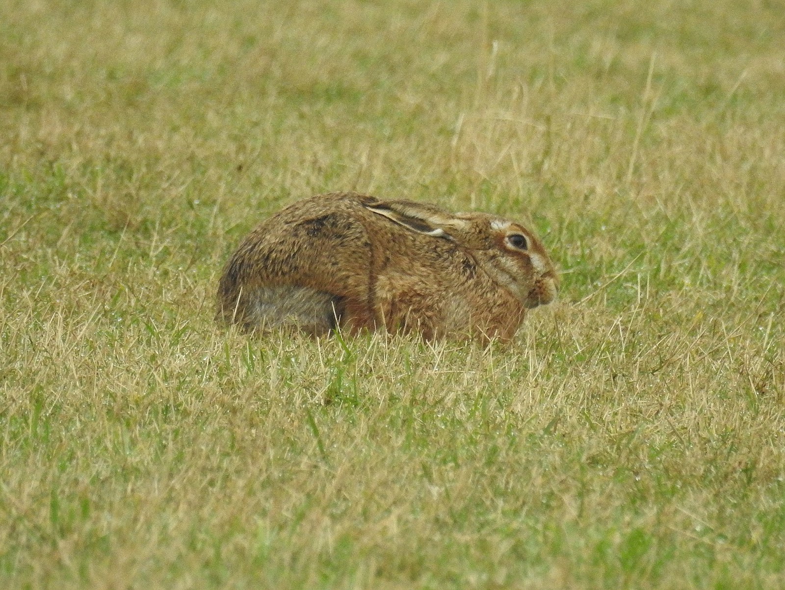 About a Brook: "What's that Skinny Rabbit with Black Ears?"