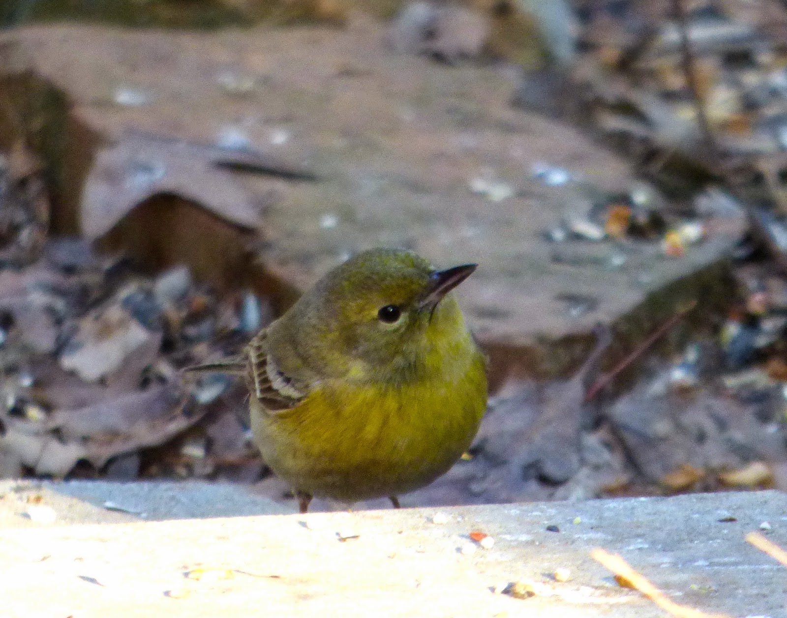 From Bluebirds to Turtles: PINE WARBLER AND RUBY-CROWNED KINGLET