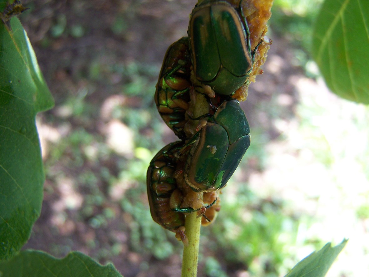 The Quiet Life: FIgeater beetles and wasps and bees, oh my!