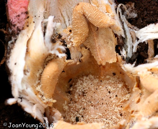 South African Photographs: Hydnora abyssinica