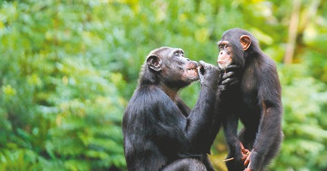 Simios evolucionados | Curiosidades de Animales