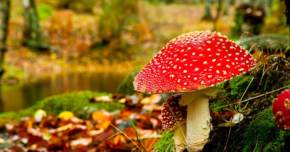 BIOLOGIA PRACTICA: REINO FUNGUI